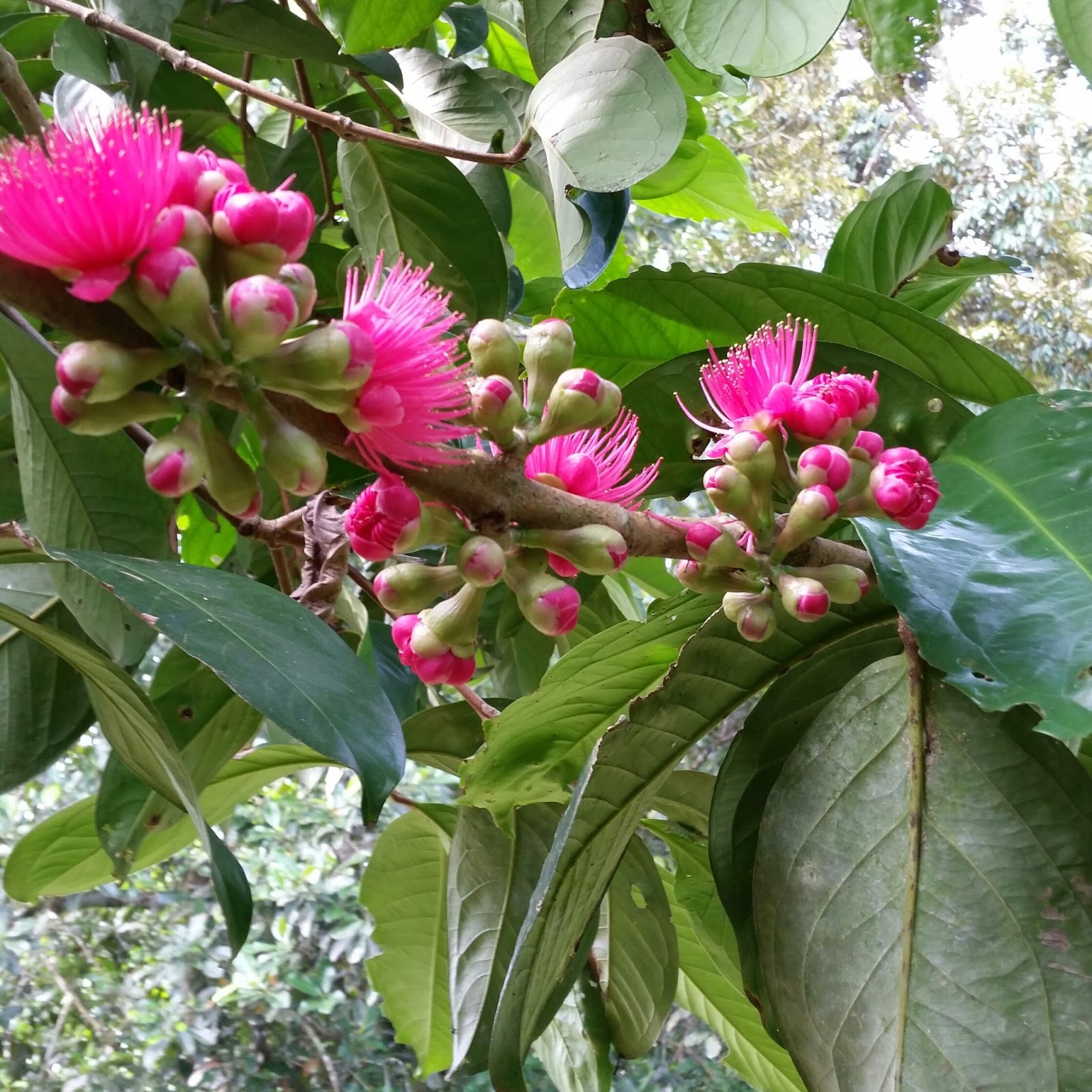 Warisan Petani: Jambu Bol : Tanaman yang semakin dilupakan.