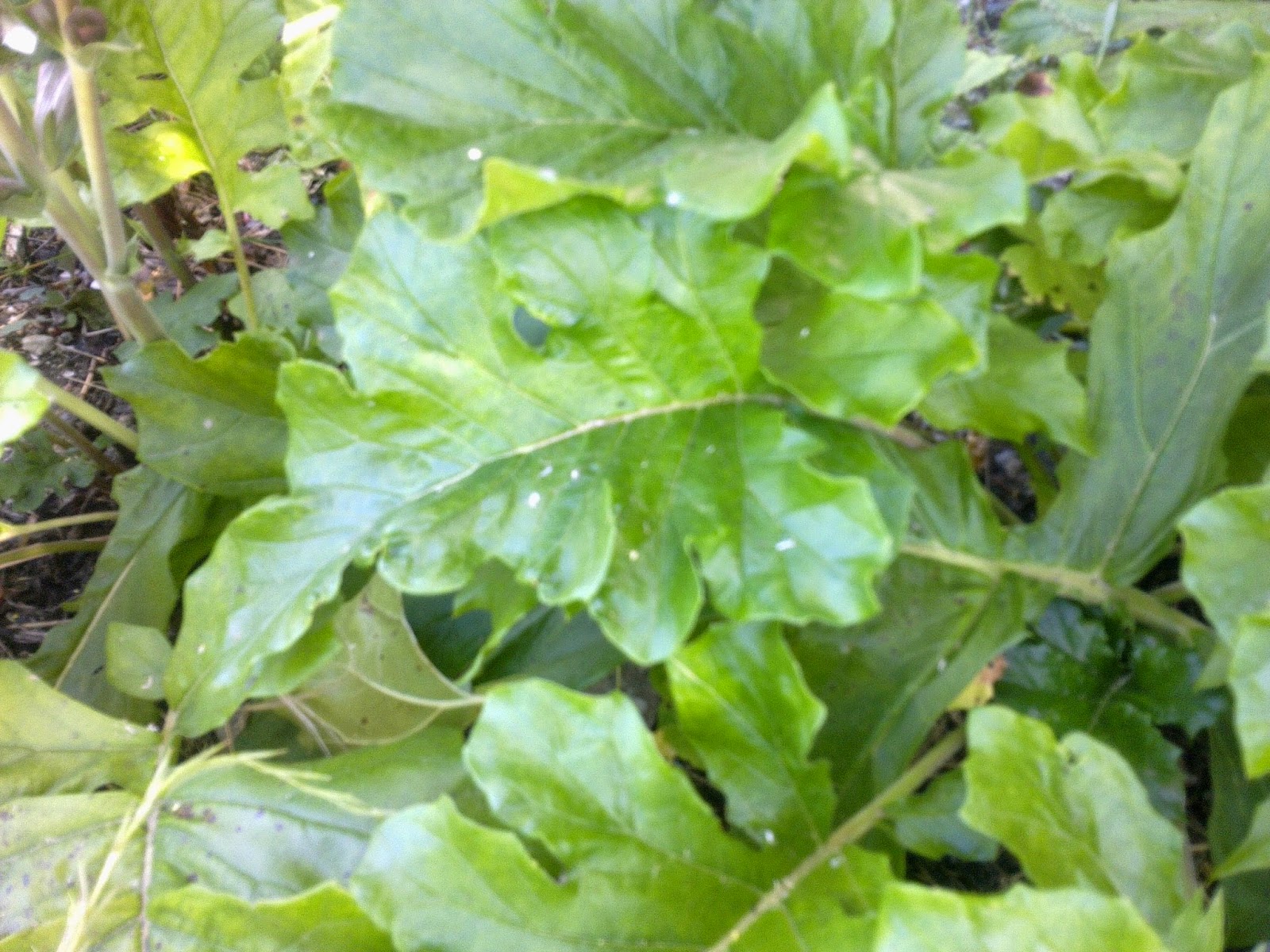 BirantaFotos: ACANTO "Acanthus Mollis"