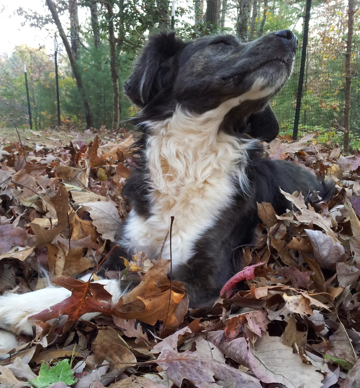 Raise a Green Dog!: Five green, eco-friendly things you can do with ...