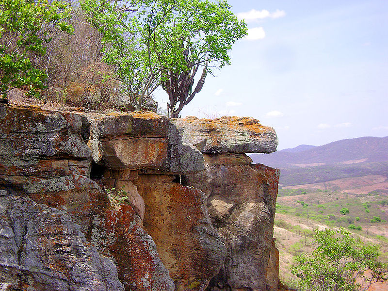 La Caatinga Brasiliana | Foresta Amazzonica