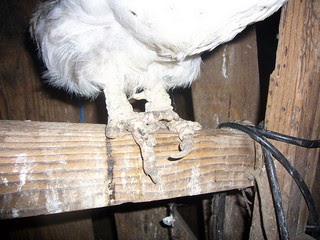 Ask a Poultry Farmer: Poultry parasites -- external parasites