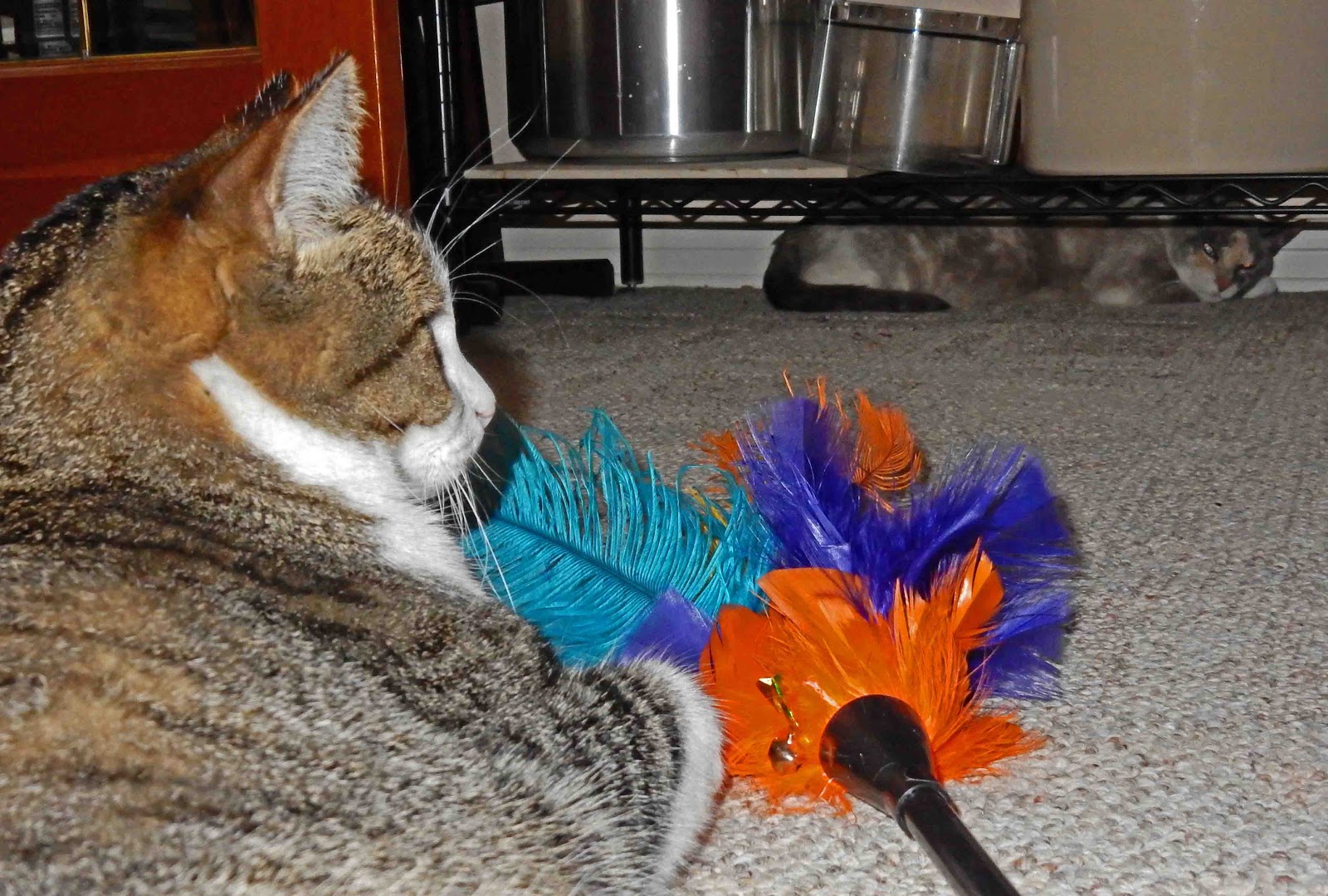 Cat Patches: Two Steps Forward, One Step Back