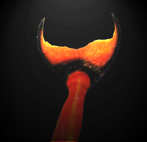 Daryl Hannah Splash Mermaid Tail