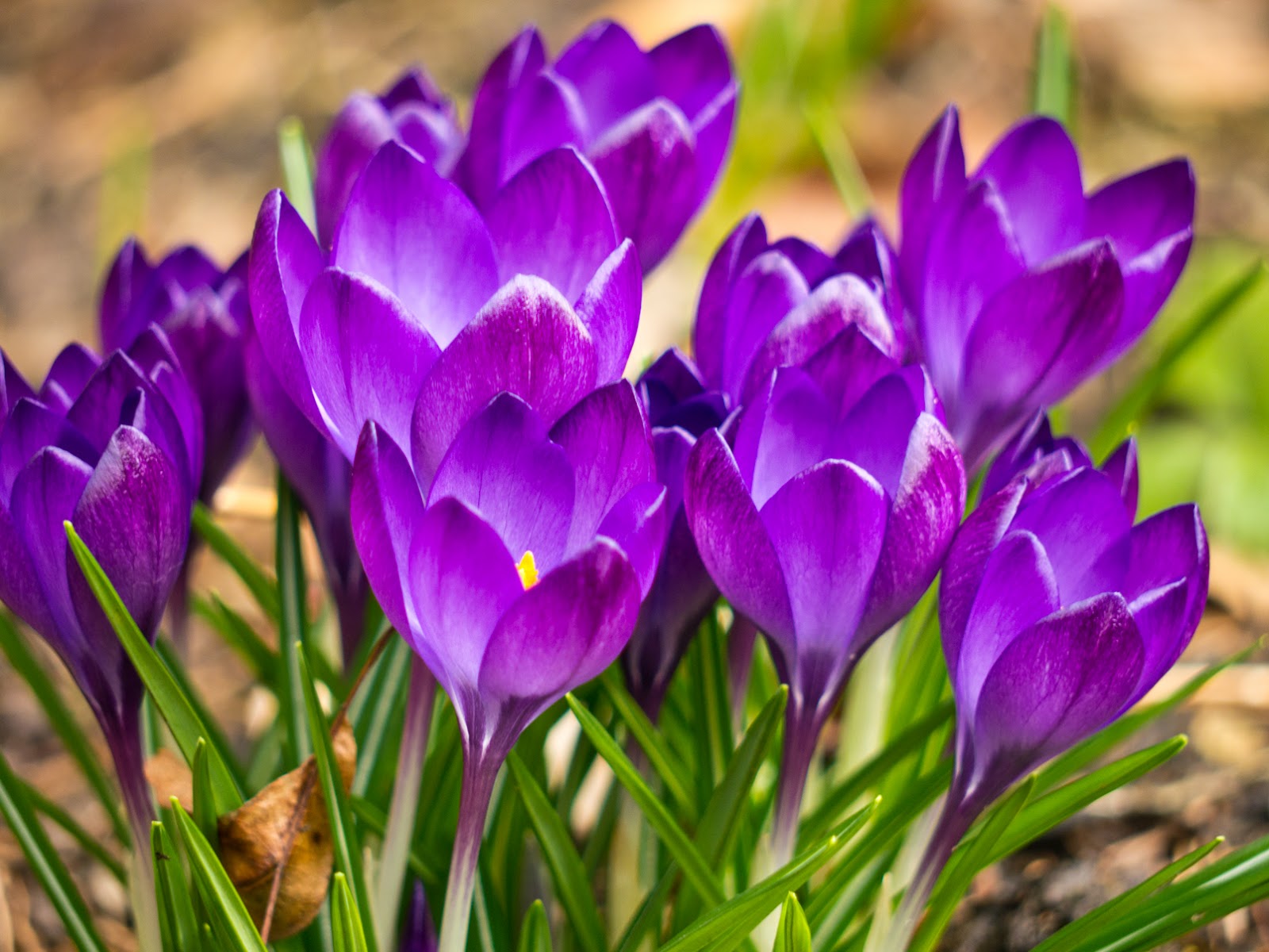 Garten Bilder: Die Krokusse
