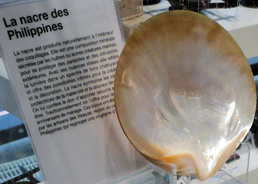 ...COQUELICOTS, COQUILLAGES...et BELLES PAGES !: Philippines et coquillages
