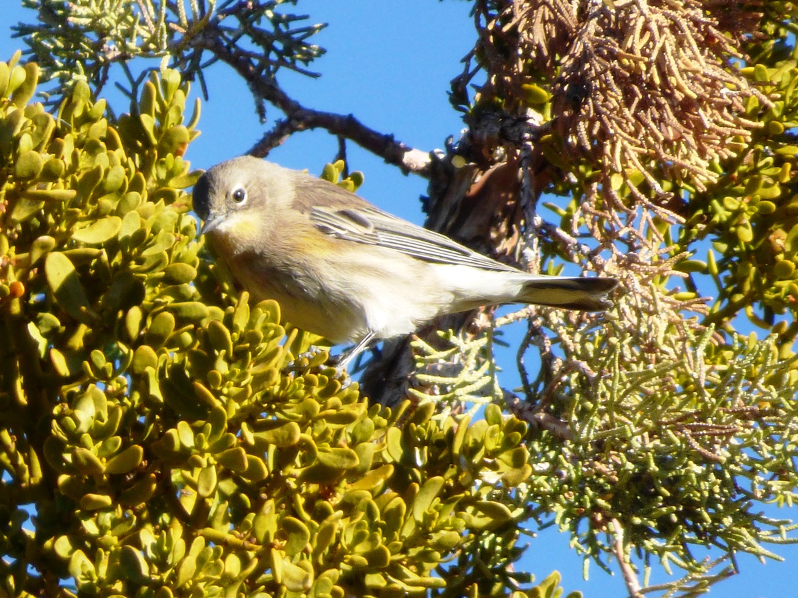 Geotripper's California Birds: Yellow-rumped Warblers at Lava Beds ...