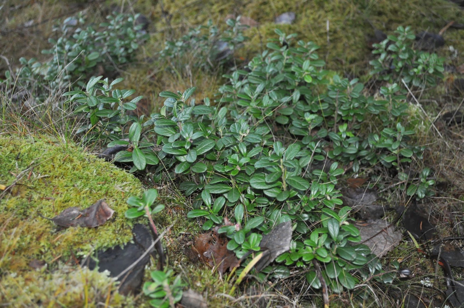 Hagtorp: Mossa o lingonris