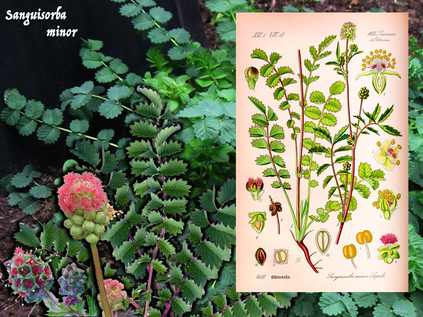 Intelliblog: ALL ABOUT SALAD BURNET