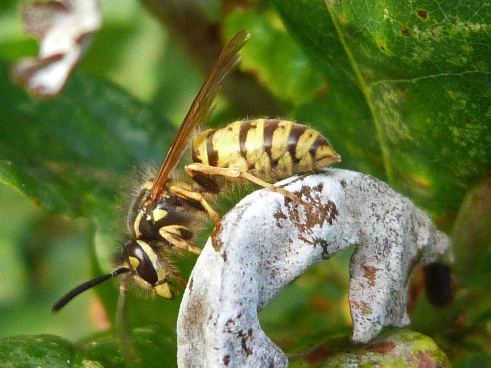 Insects of Scotland: Bees/Wasps/Ichneumons/Sawflies/Ants