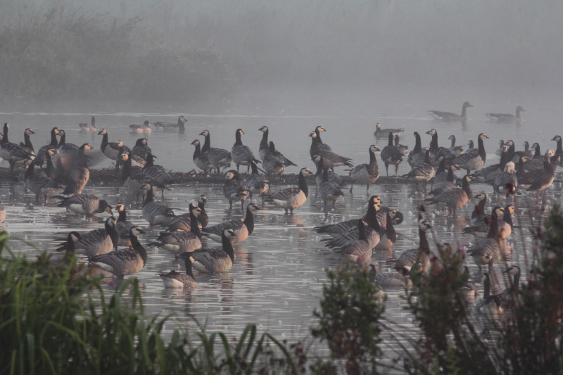 Polders Poelgeest: Honderden Brandganzen