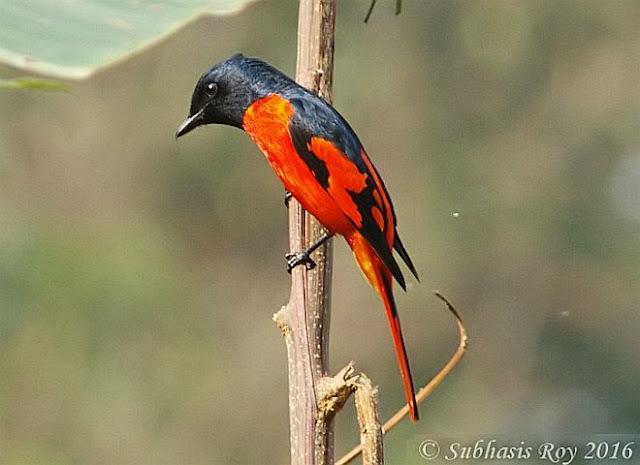 Bird life in Peak Wilderness Sanctuary | සමනල අඩවිය රක්ෂිත වනාන්තරයේ ...