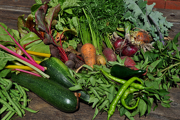 Ossining Organic Community Garden