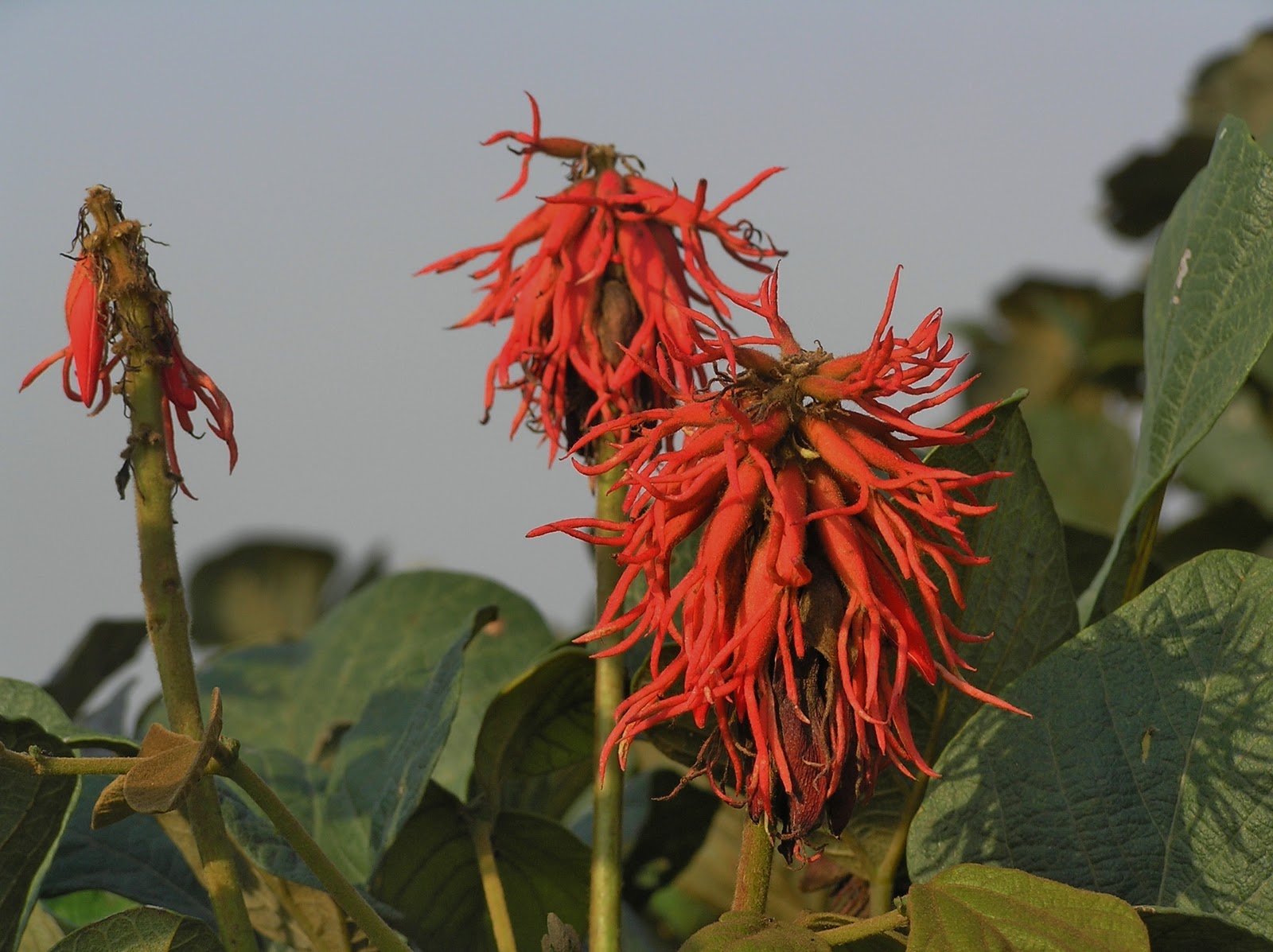 Rwanda on the Wing: If truffula trees were real...