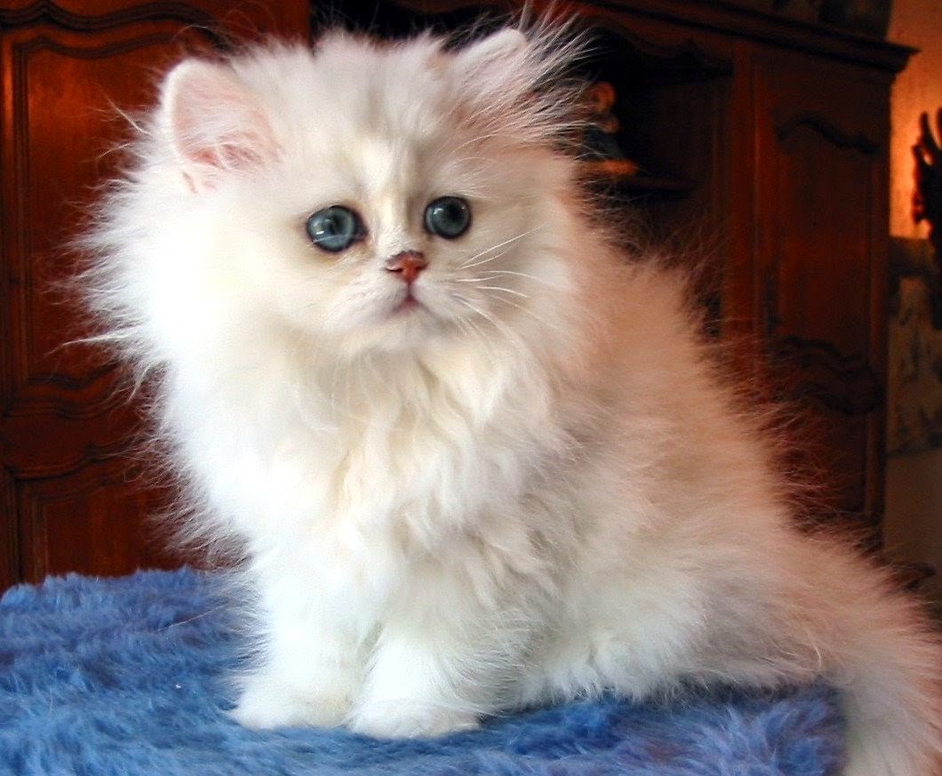 Gatos por todas partes: Gatos persa: todo lo que debes saber