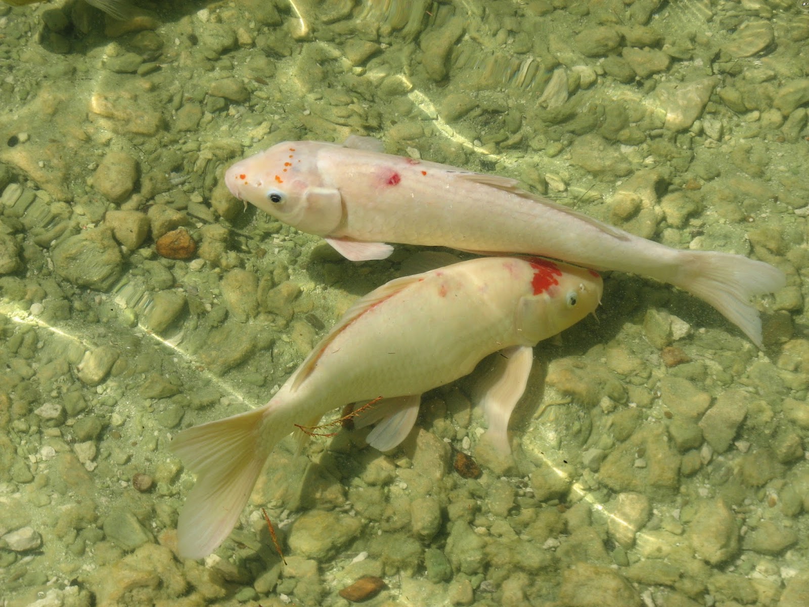 Bonao Internacional: GALERIA : PECES Y BOTES , EN EL LAGO NAVEGABLE DEL ...
