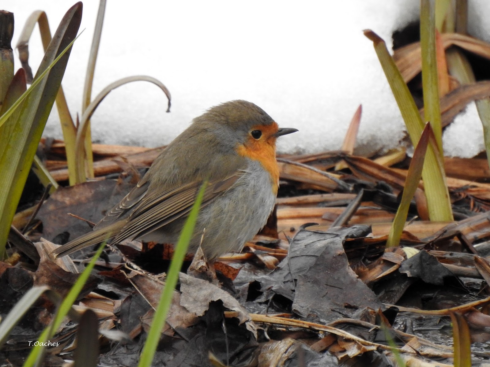PASARI DIN ROMANIA: MACALEANDRU, Erithacus rubecula