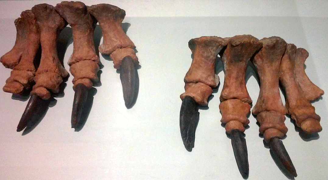 zaragozacool: Tastavinsaurus