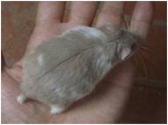 Jenis & Ciri2 Hamster Campbell | Bijou Hammie Land