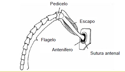 AgronoMais: Entomologia - Anatomia externa dos Insetos (Cabeça) Parte I