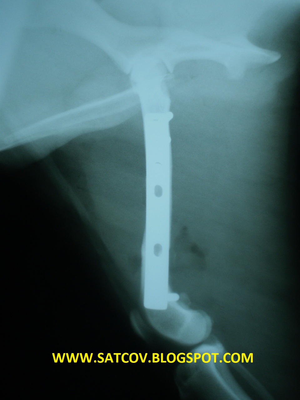 Traumatologia y Cirugia Ortopedica Veterinaria: FRACTURA DISTAL DE ...