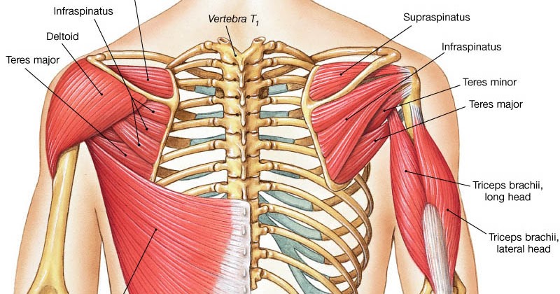 World Trend: Structure of humerus
