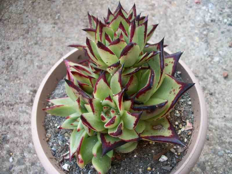 PlantWerkz: Crested Molded Wax Agave - Echeveria Agavoides