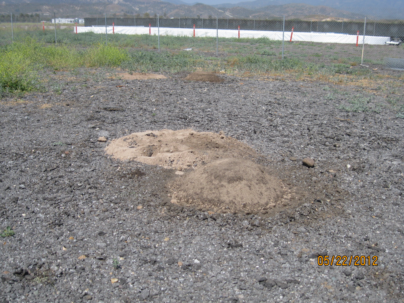 Pumpkinmania!: Giant pumpkin mound and ground preparation