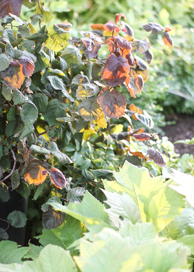 VW Garden: Midsummer Lilies and Etc.