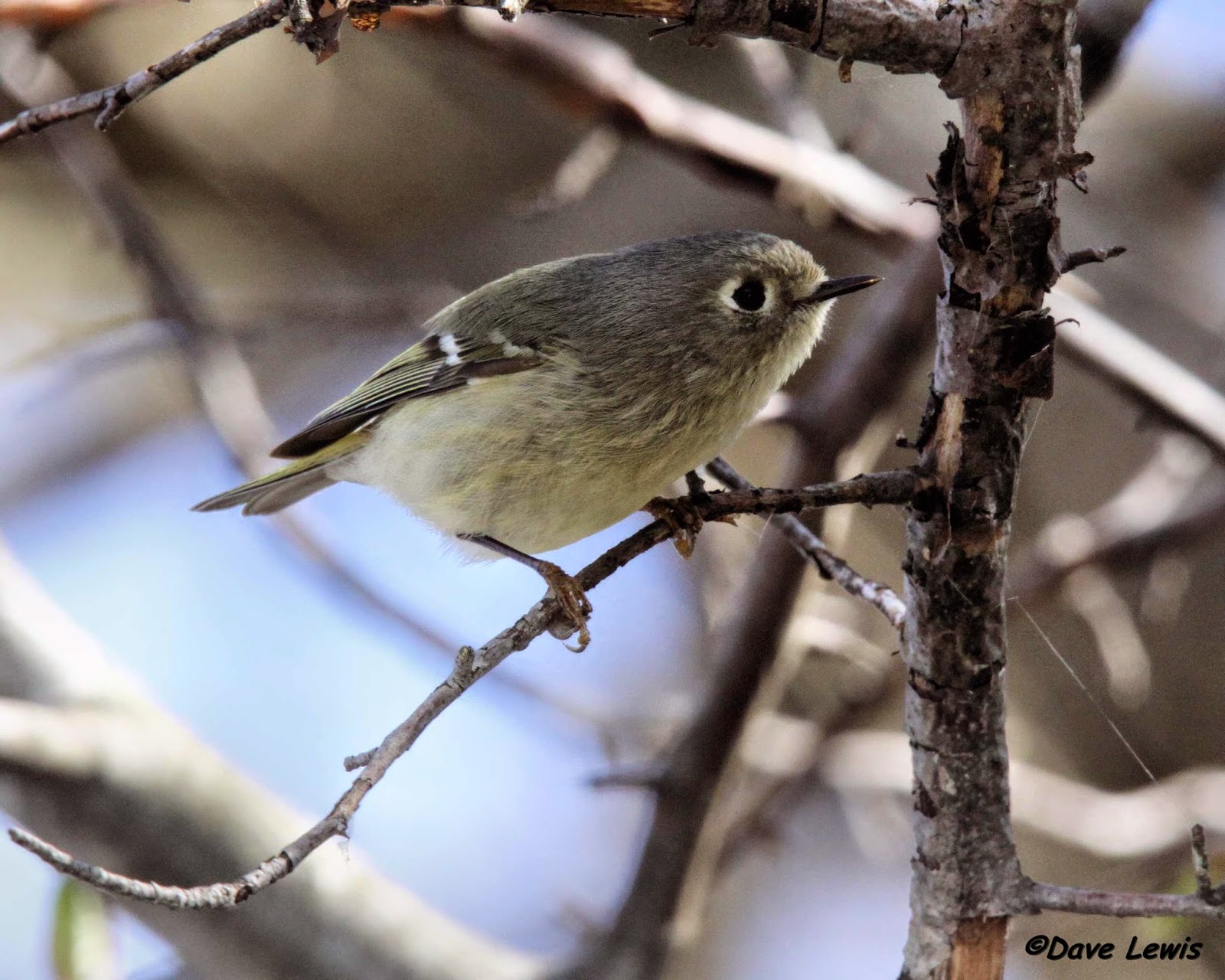 Birds from Behind : First Warbly of the Year!