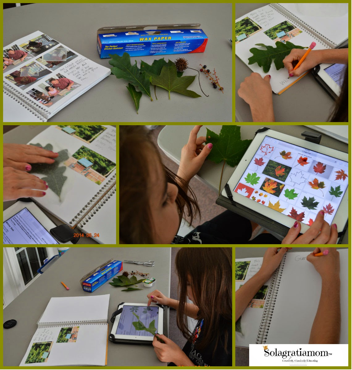 Solagratiamom: Summer Nature Study - The Leaf