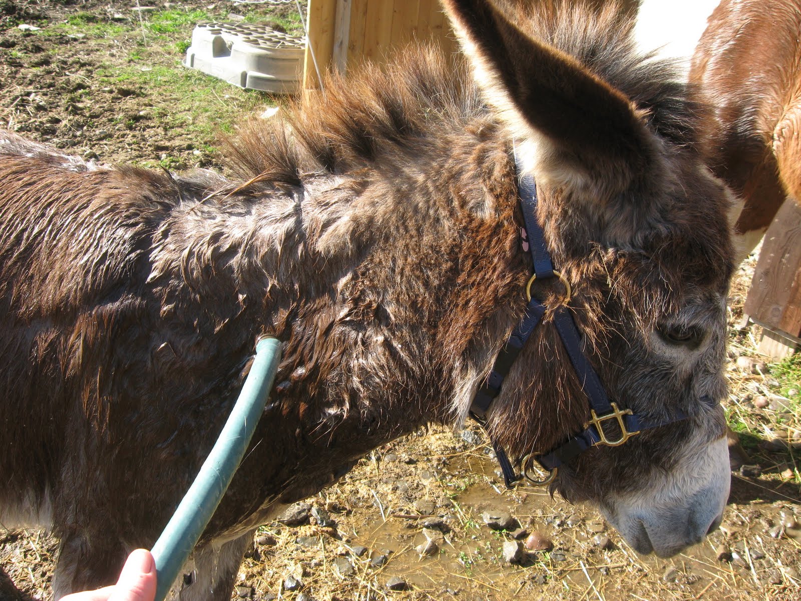 The Dancing Donkey: Heat Wave