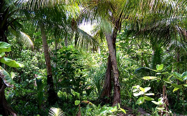Tropical forest on the Micronesian Island of Yap: A peak into Yap