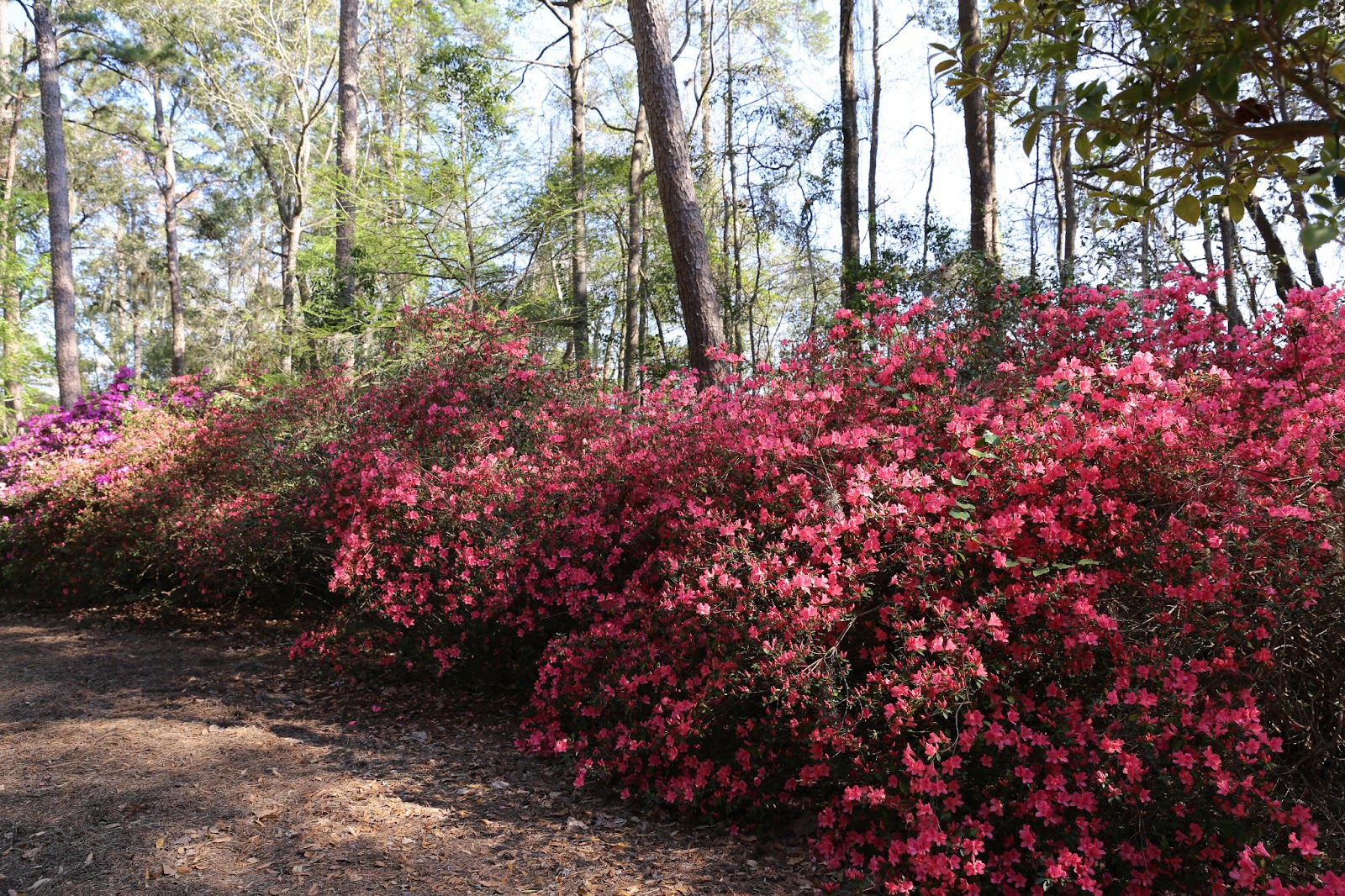 Sweet Southern Days: More Springtime Azaleas