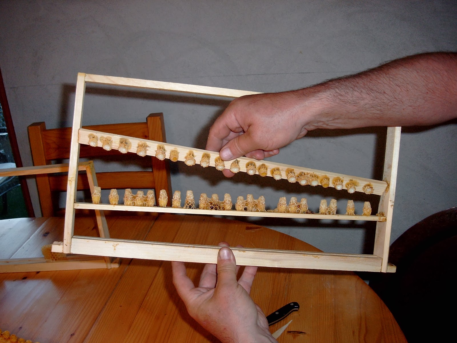 Matična mliječ kao hrana i lijek