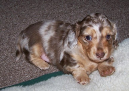 Dapple Dachshund Puppies Tips To Choosing And Training Your Dapple ...