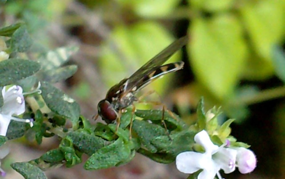 Naturaleza Viva : Tábano (Tabanus)