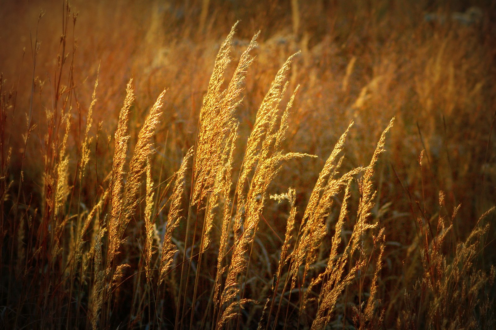 Reflections: Ada Hayden Heritage Park: Oct 30, 2012: Indian Grass
