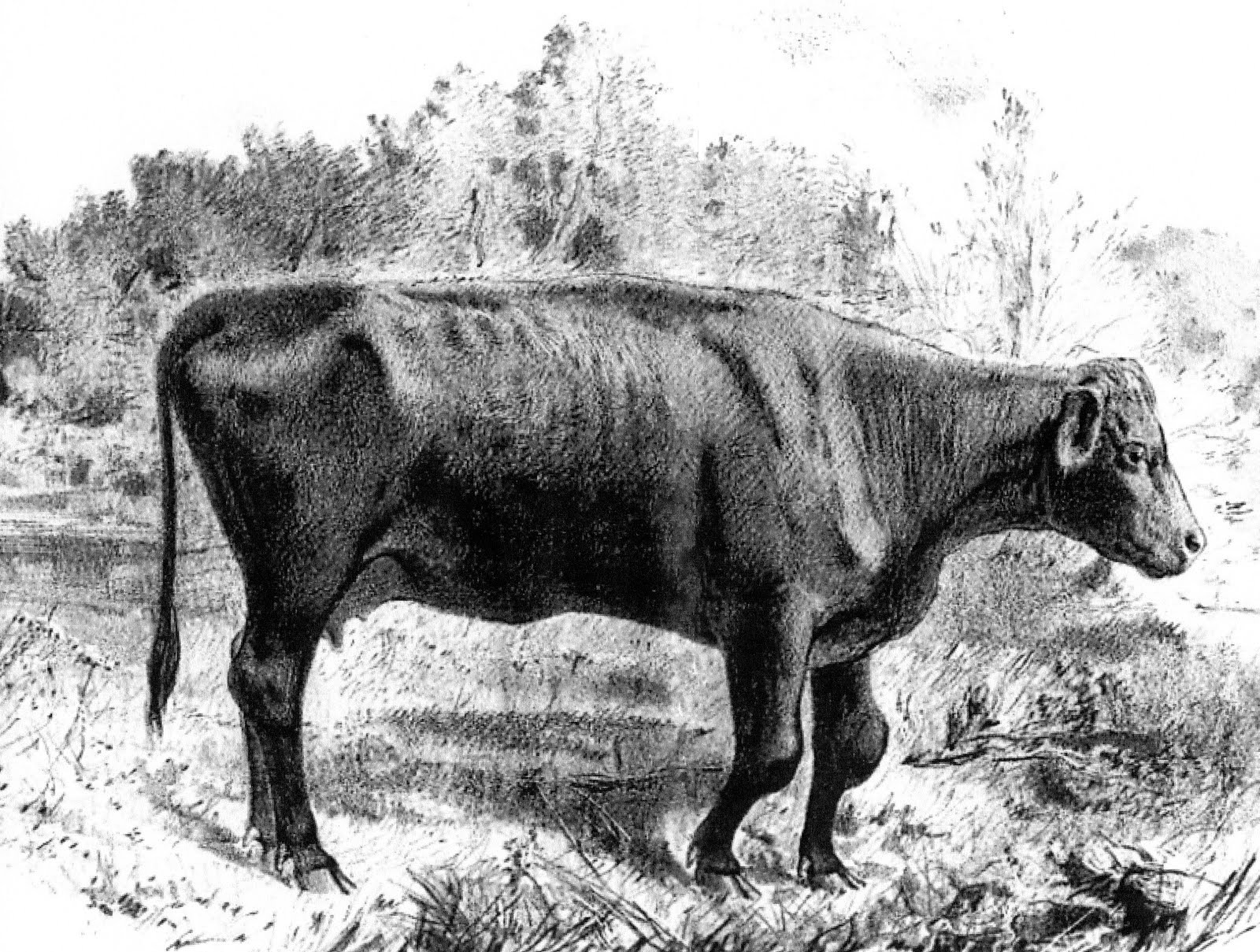 Don Fox Family and Social History: Hugh Watson (1787 – 1865), the first ...