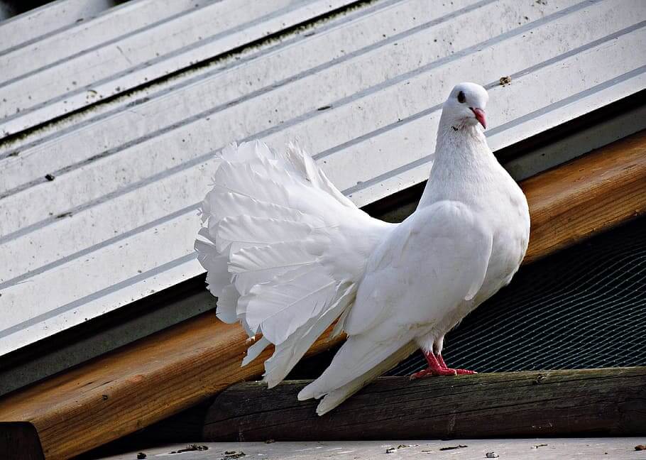 7 Merpati Cantik dengan Harga yang Fantastis - Menit info