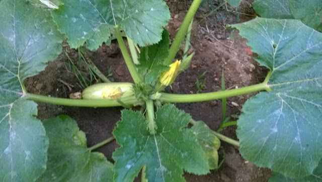 How To Grow Organic Courgettes