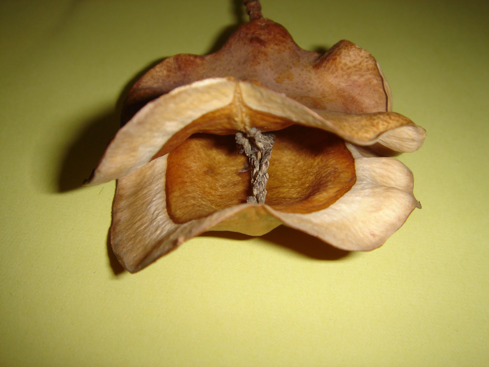 BLOG CLOROFILA: Fruto: Silicula.