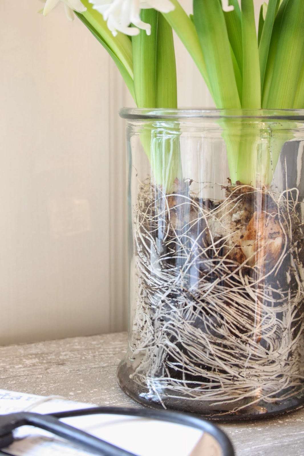 Charme France: Pynter med svibler