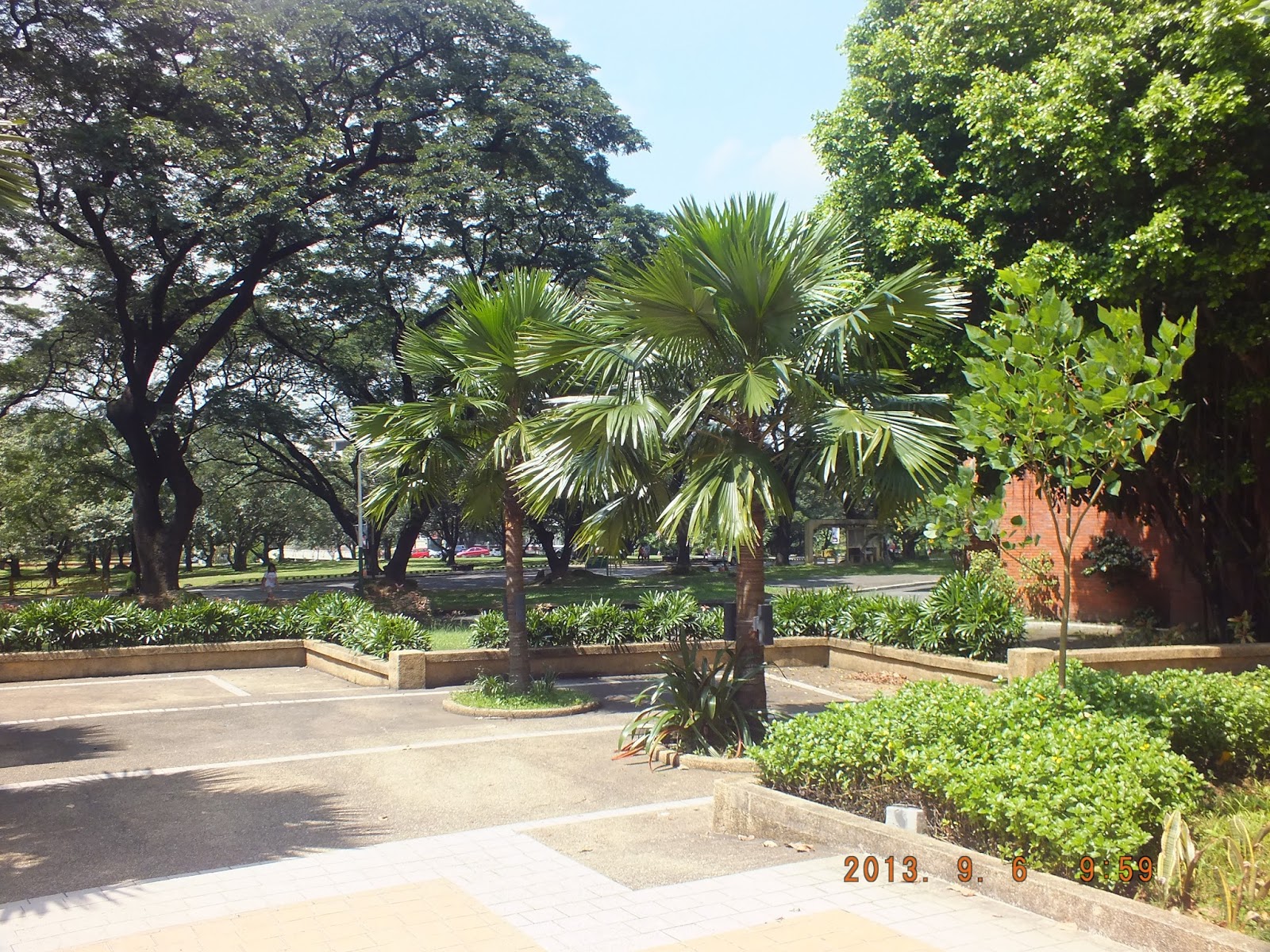 Photography with Dr. Ernie.: native trees: the Anahaw, Levistonia ...