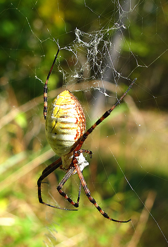 Squirrel's View: Argiope (Garden Spider)