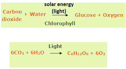 Revision notes for NCEA level 2 biology: Photosynthesis