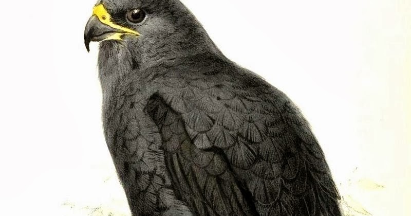 Tierra de águilas, halcones, aguiluchos y otras rapaces: Gavilán ...