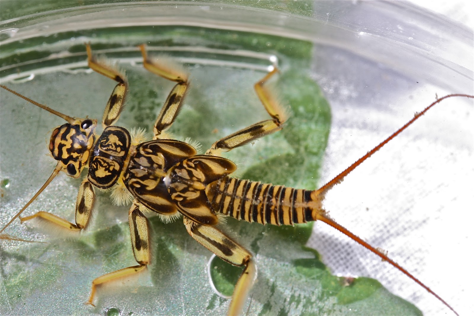Aquatic Insects of Central Virginia: The Perlids (Common Stoneflies) in ...