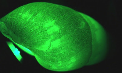 7 Animals That Can Radiating Light ~ Parbada