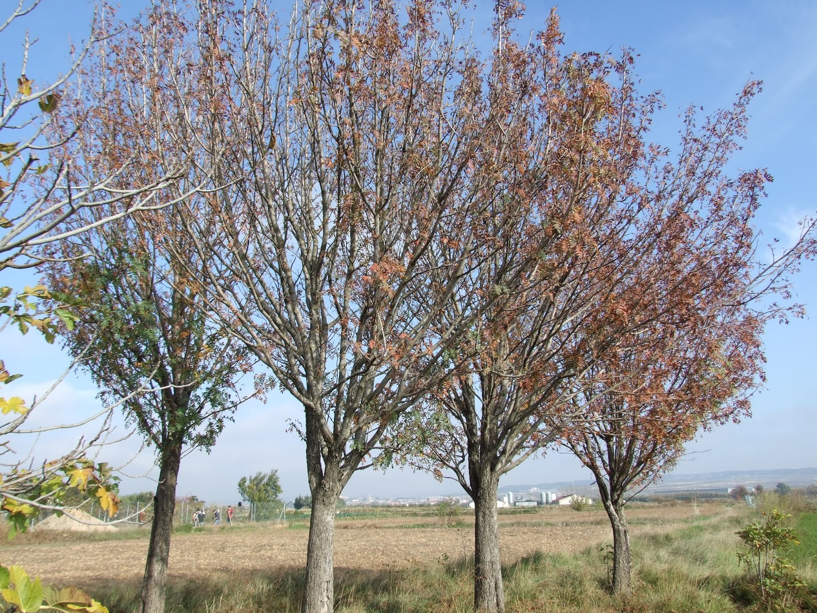 Plantas silvestres para nuestro jardín