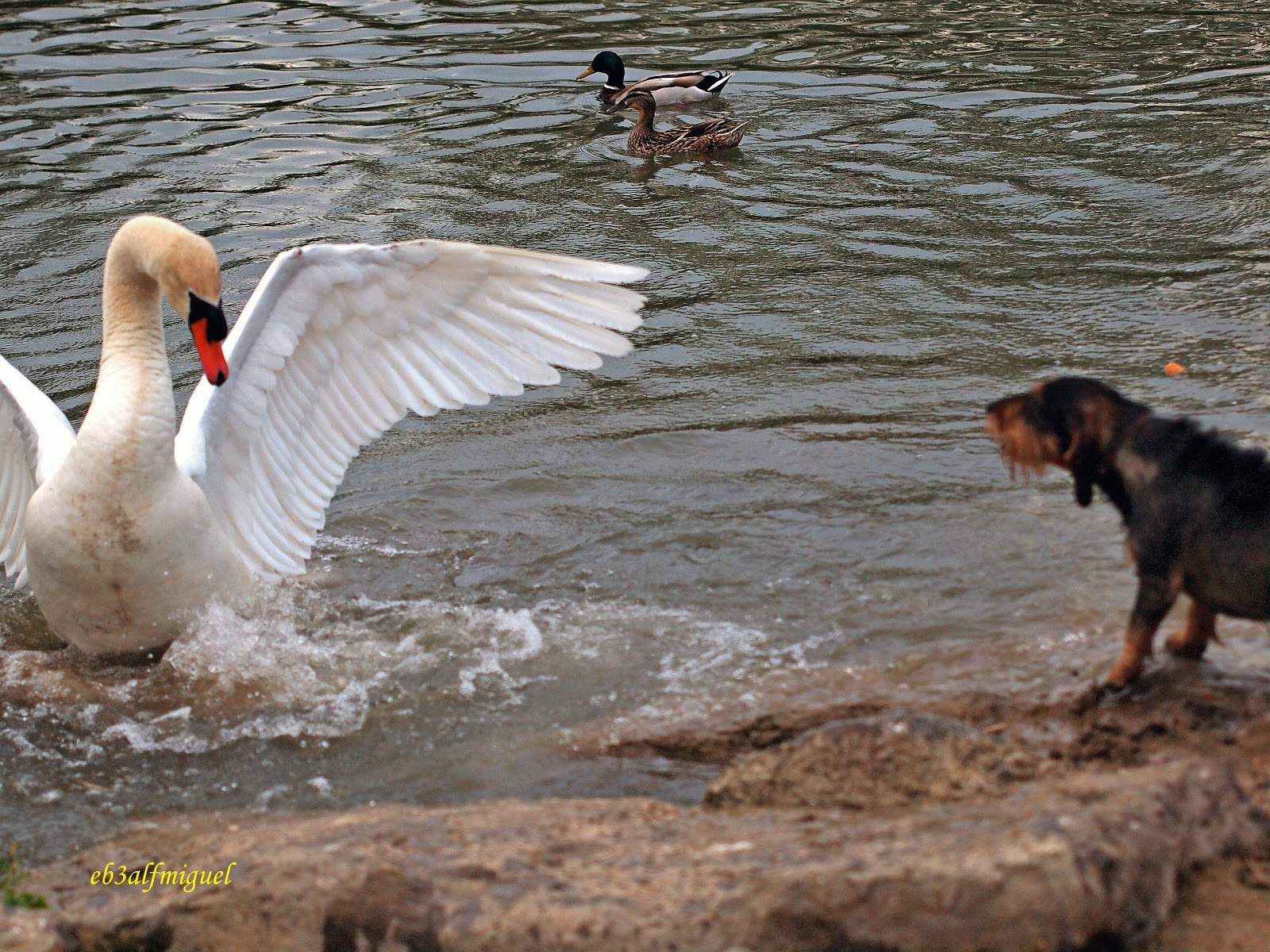 Miguel fotografia: Defendiendo a la prole